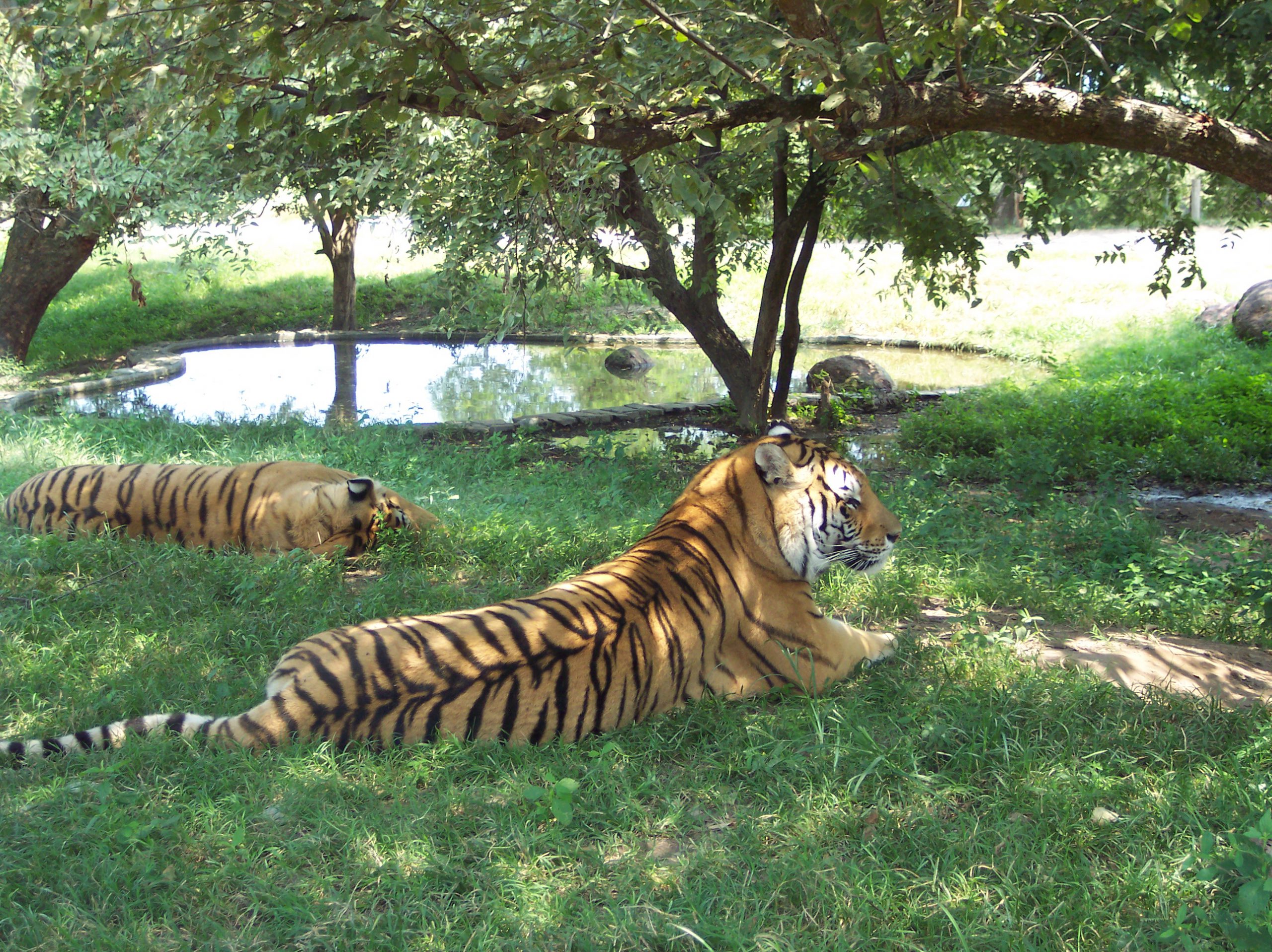 Zoológico Zoofari - SYS5 exploramorelos